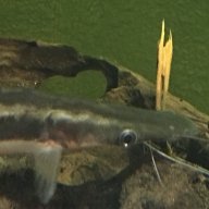 Giant Bumblebee Catfish (Pseudopimelodus bufonius) | MonsterFishKeepers.com