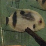 hoplias australis | MonsterFishKeepers.com