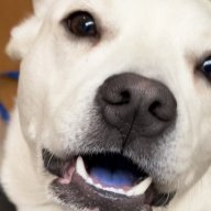 For Trade - Male Pearl Cichlid & male Barred Midas Cichlid ...