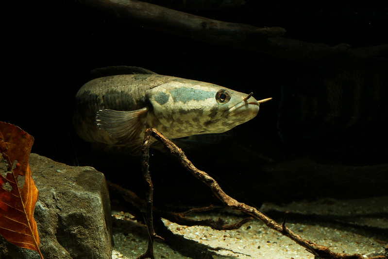 my african Snakeheads (parachanna obscura) | MonsterFishKeepers.com