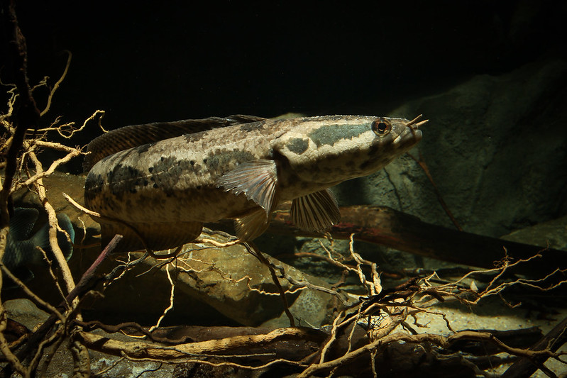 my african Snakeheads (parachanna obscura) | MonsterFishKeepers.com