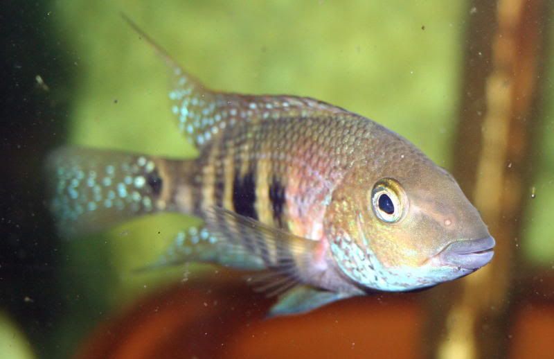 Sexing Cribroheros Rostratus | MonsterFishKeepers.com