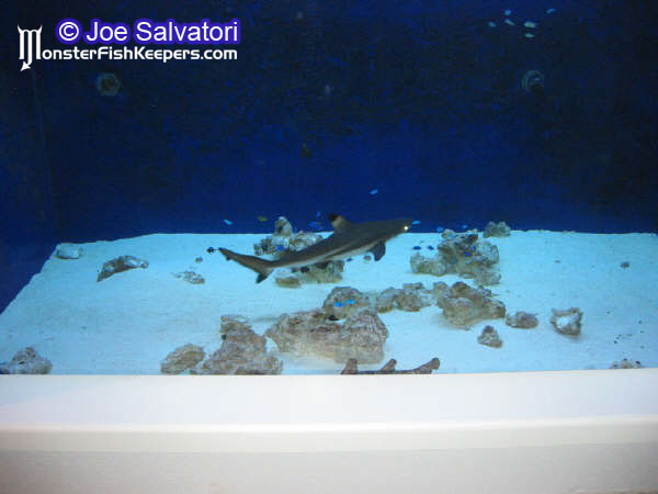 Building a 1700 gallon Shark Tank by black tip | MonsterFishKeepers.com