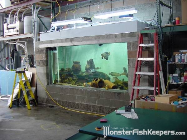 2,400 gallon Arapaima Gigas Tank by JohnPTC | MonsterFishKeepers.com